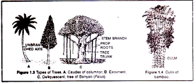 Plant Stem : Characteristics And Different Types Of Stem | Study Of Plant