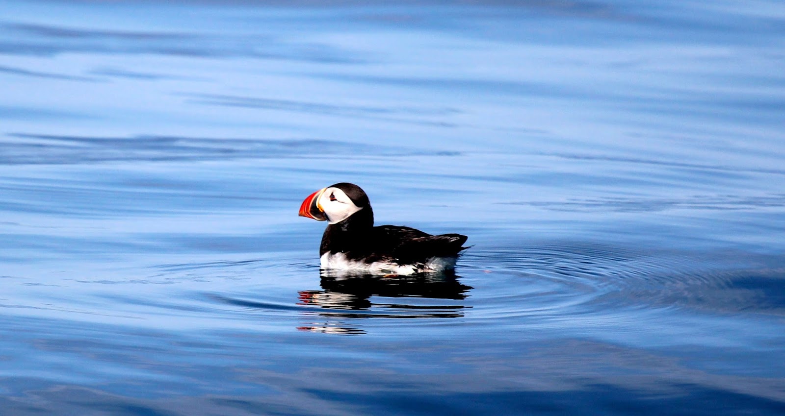 Askari Sailing: Puffin Soup on our way to MDI