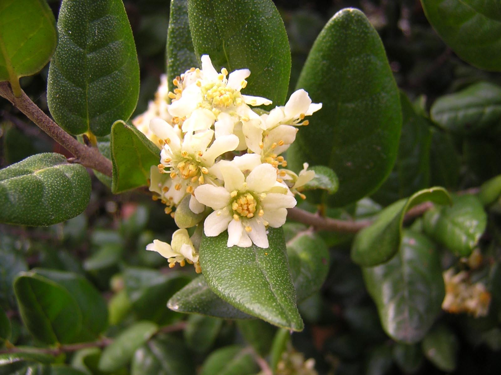 Praticas Complementares a Saúde: BOLDO