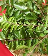 EXCELLENT AYURVEDIC SOLUTIONS: COMMON NAMES OF KARIVEPAKU (CURRY LEAF ...