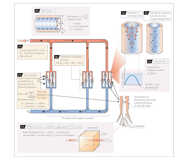 Principles of Diffusion and Flow - pediagenosis
