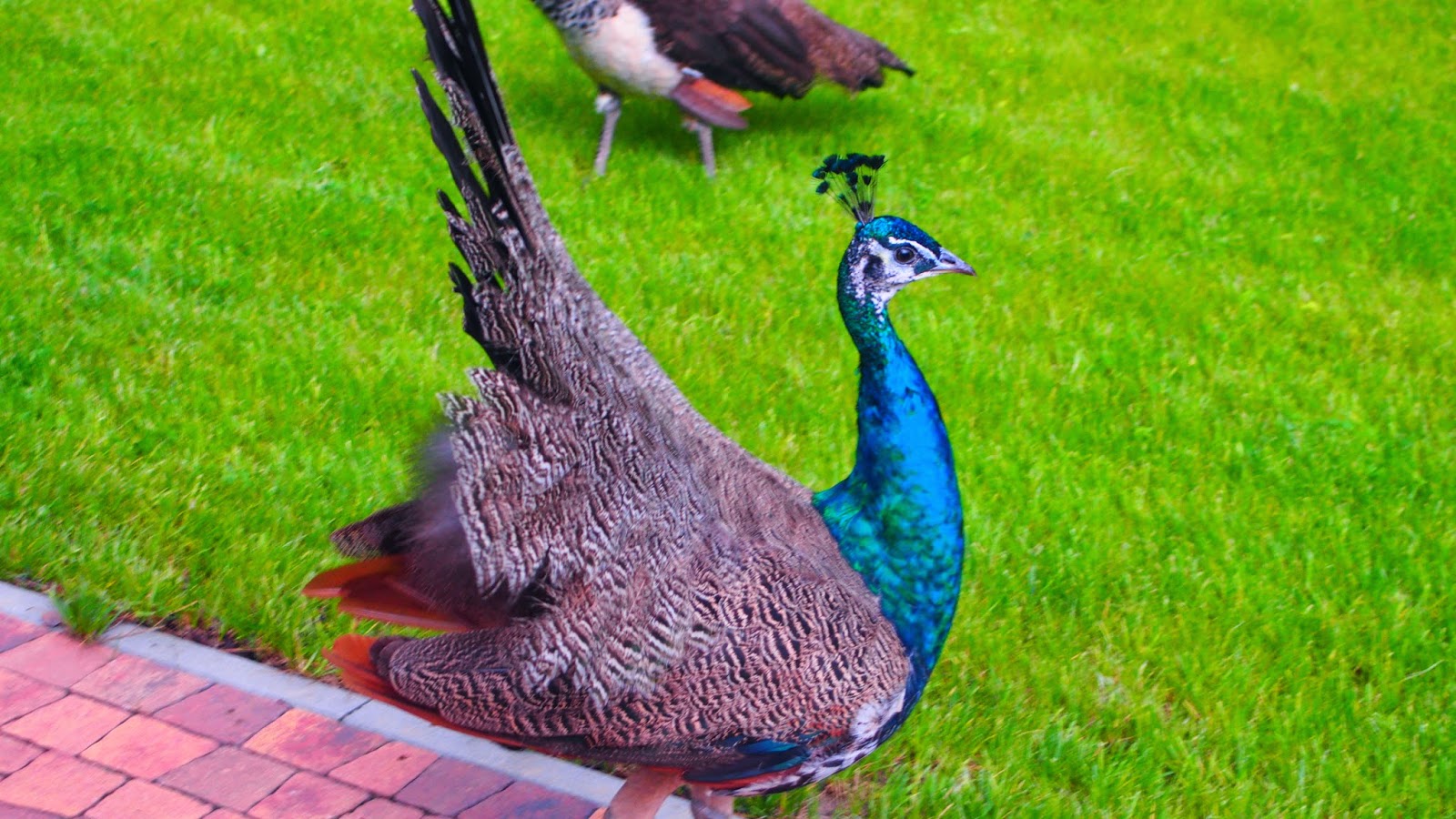 Pawie w ogrodzie - Blog "W harmonii" - dekoracje, inspiracje, robótki ...