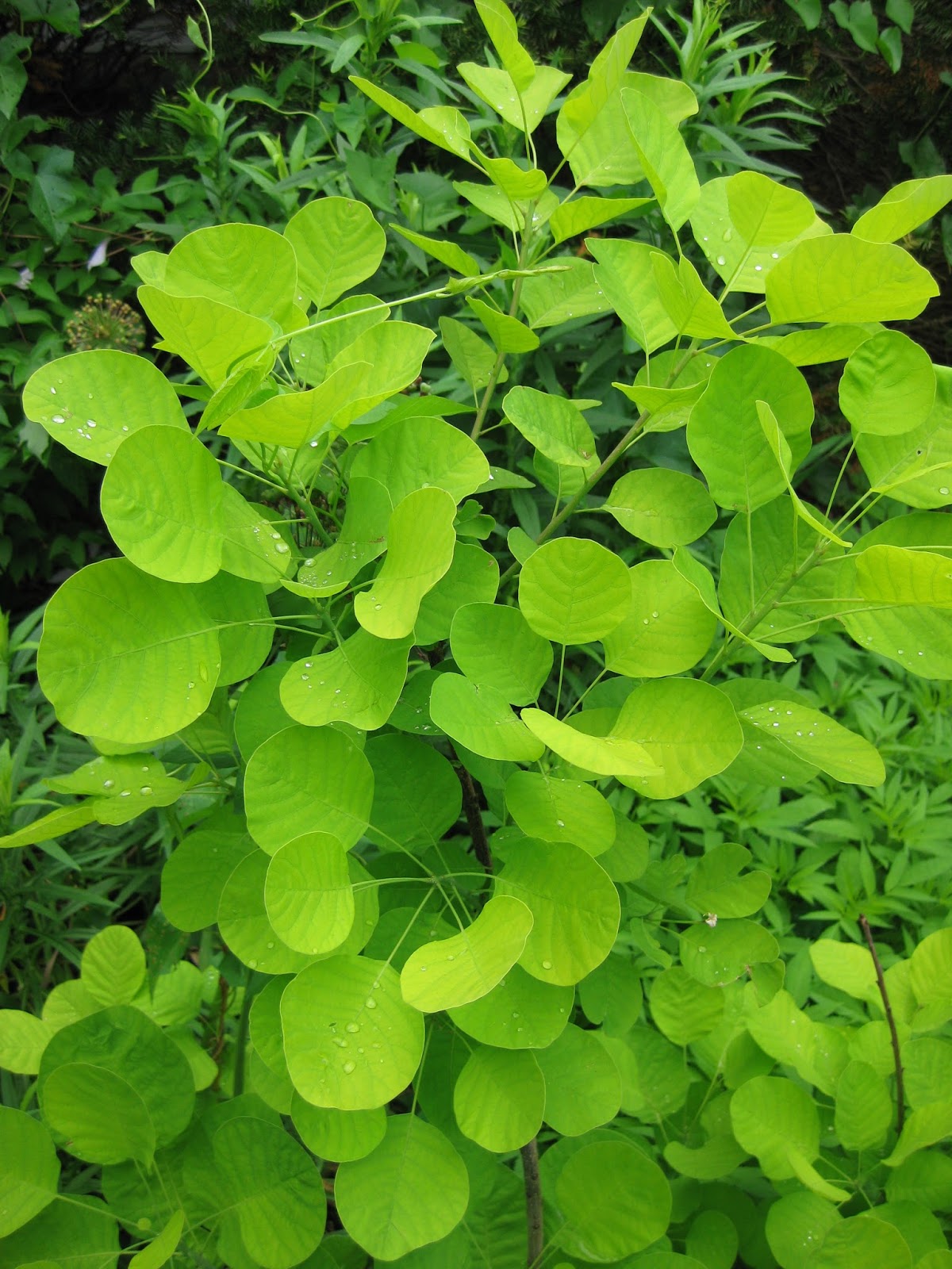 Cotinus Coggygria Ancot Golden Spirit