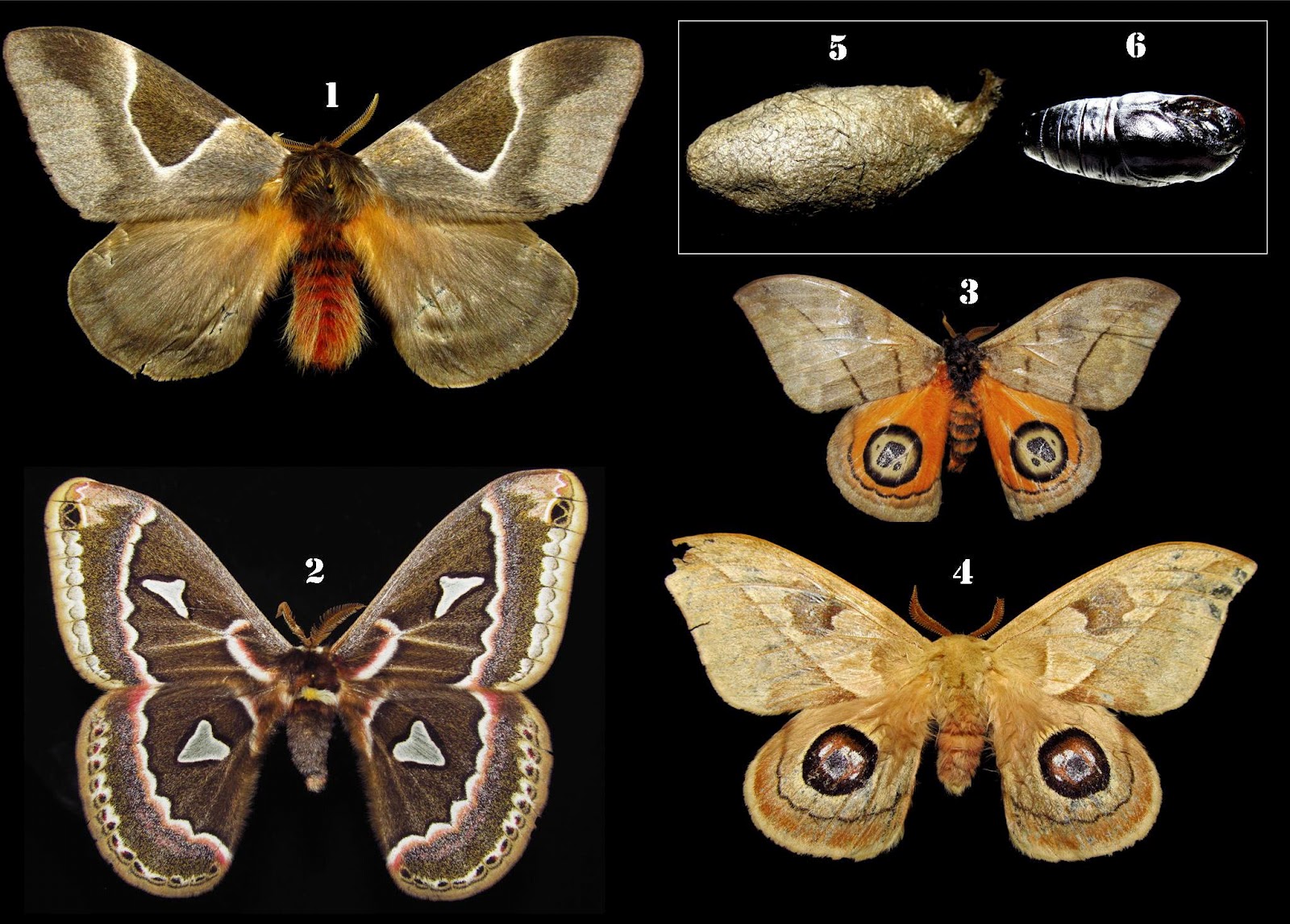 Biodiversidad con Rubén Guzmán P.: Las Grandes Polillas Nocturnas Peruanas
