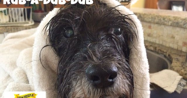 Odors Go POOF with Absorbine #WoofPouf | Oz the Terrier - Lifestyle Dog ...