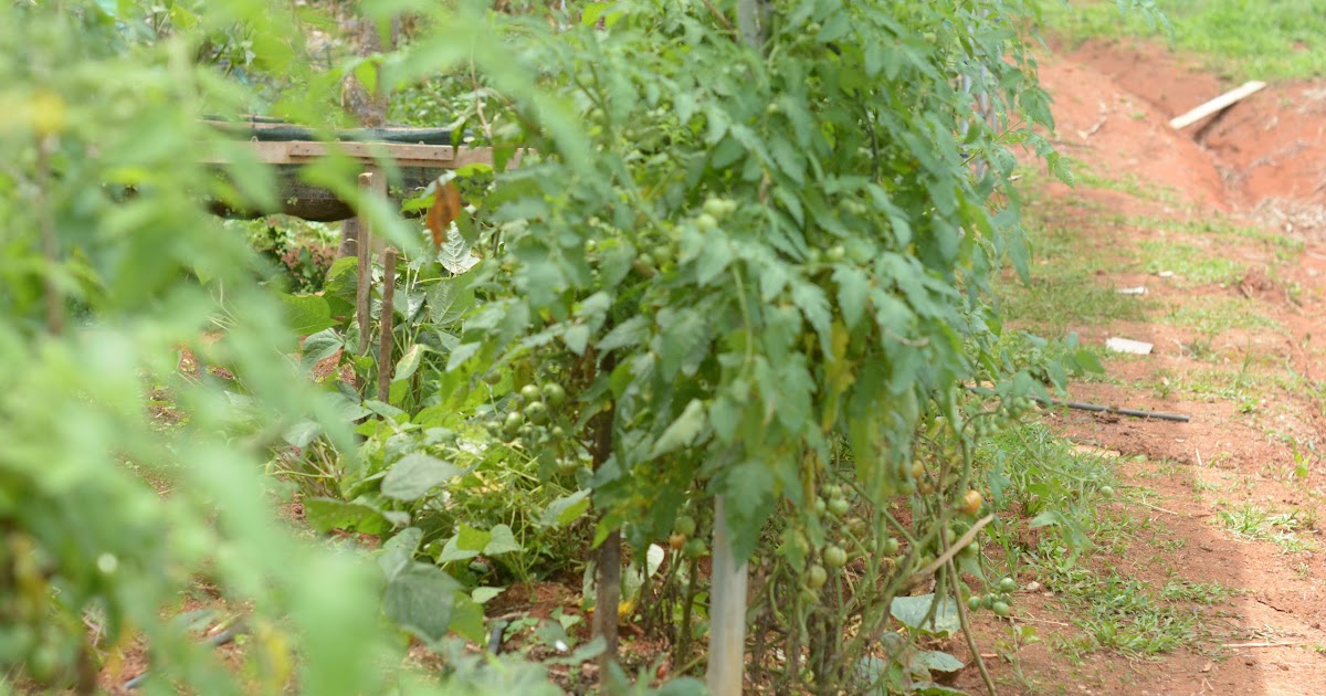 Tomate Riñón, Historia y Extracción de semillas