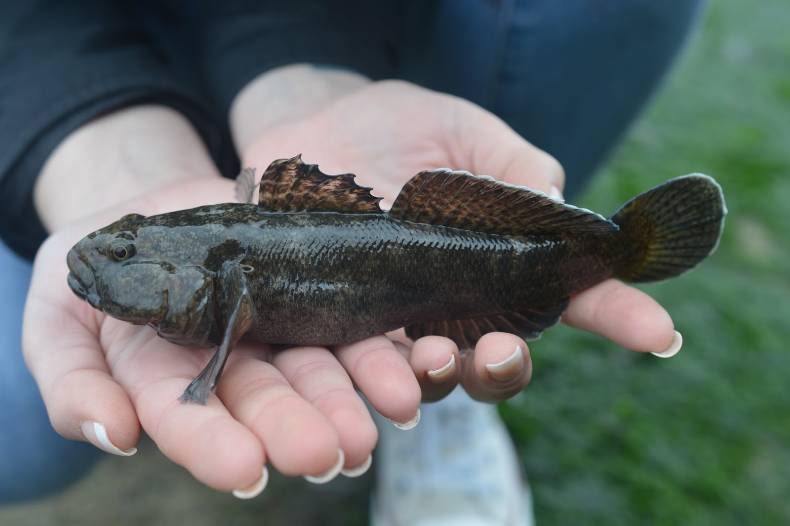 Ben Bassett - Fishing: Rockpool LRF Part 1