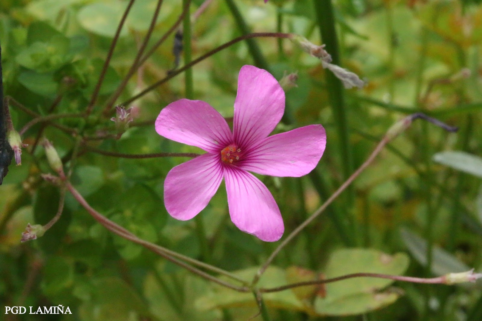 OXALIS ARTICULATA. acederilla rosa.