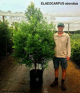 BANGALOW TREE TALES: COASTAL STREET TREES? OBOVATUS IS AN OBVIOUS ...