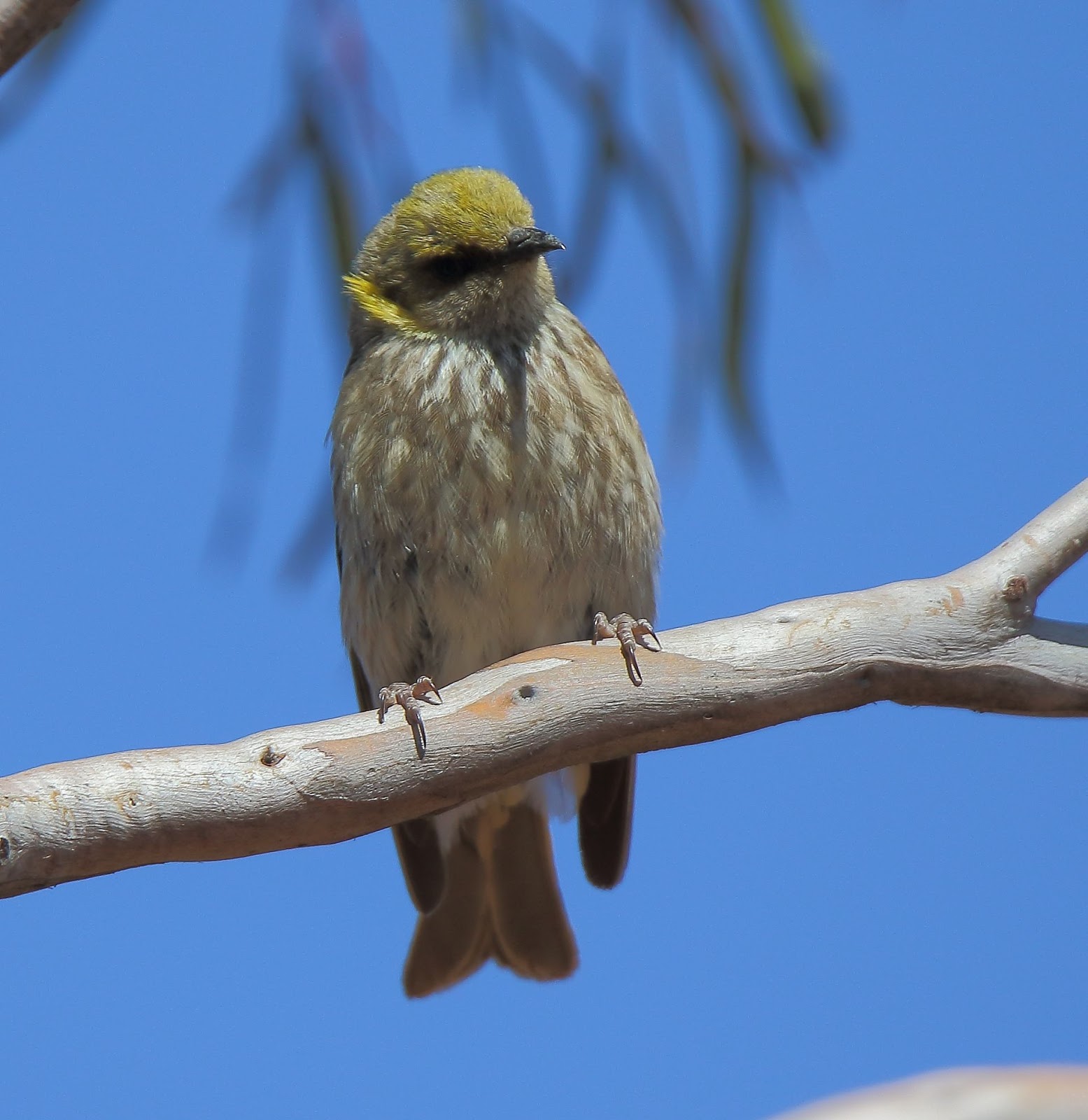 Richard Waring's Birds of Australia: Hattah-Kulkyne National Park