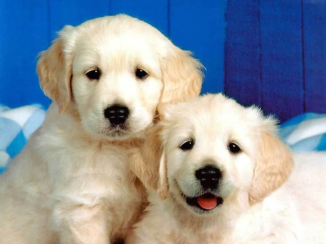 Perritos (cachorritos) - Imagui