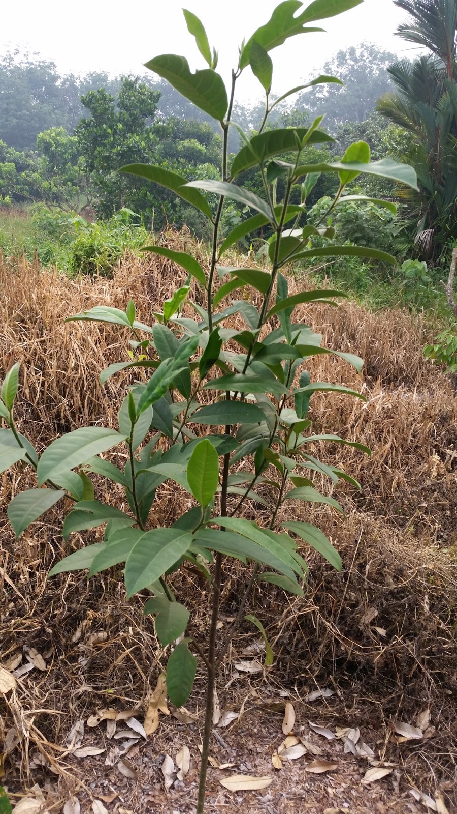Warisan Petani: Tanaman Cempedak.