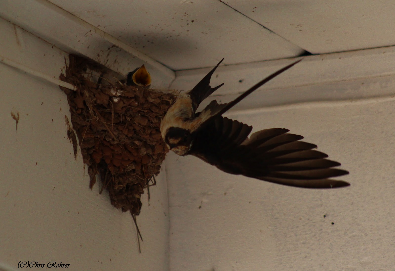 Las Aventuras: The North American Swallow Challenge