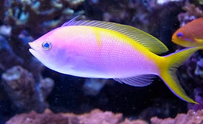 Fish Index: Bartlett's Anthias (Pseudanthias bartlettorum)