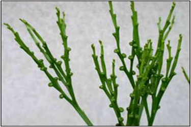 BIOLOGY: Classification of Pteridophyta