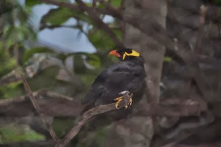 Philippine Culture and Surprises: Philippine Endangered Animals