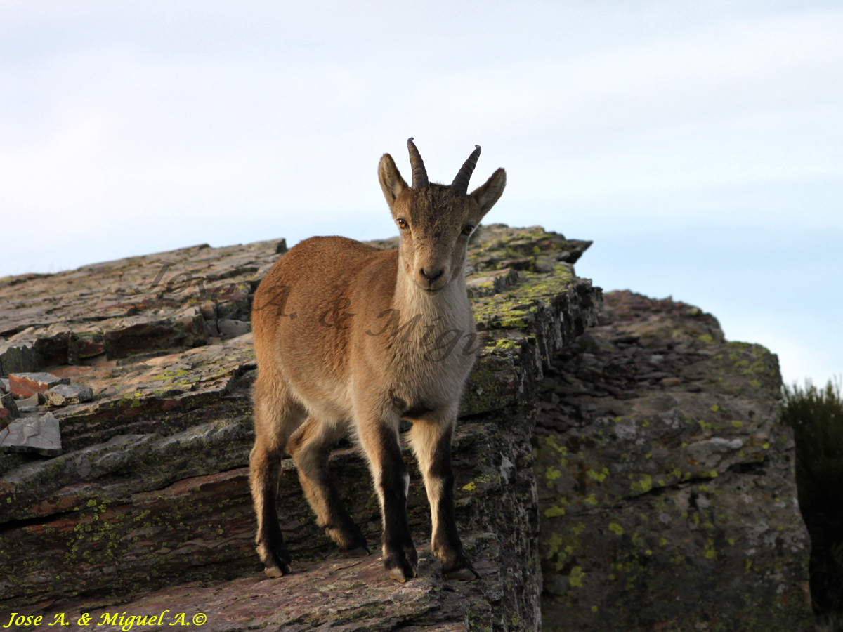 Flora, Fauna y Paisajismo del Suroeste Salmantino: Celo macho montes y ...