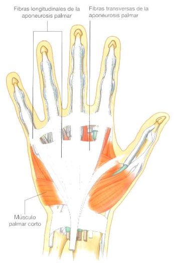 Miología Miembro superior - Kinesiología para Estudiantes