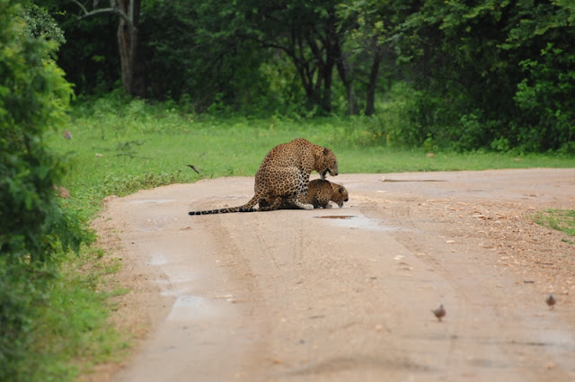 Exploring Yala in Sri Lanka | Sri Lanka Guardian