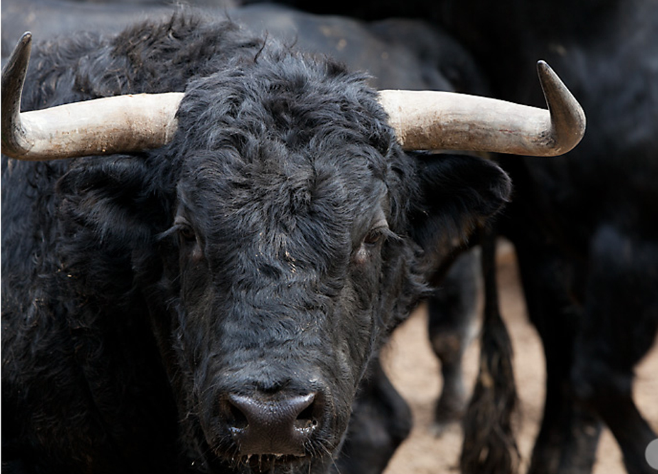 Cara de toro - Imagui