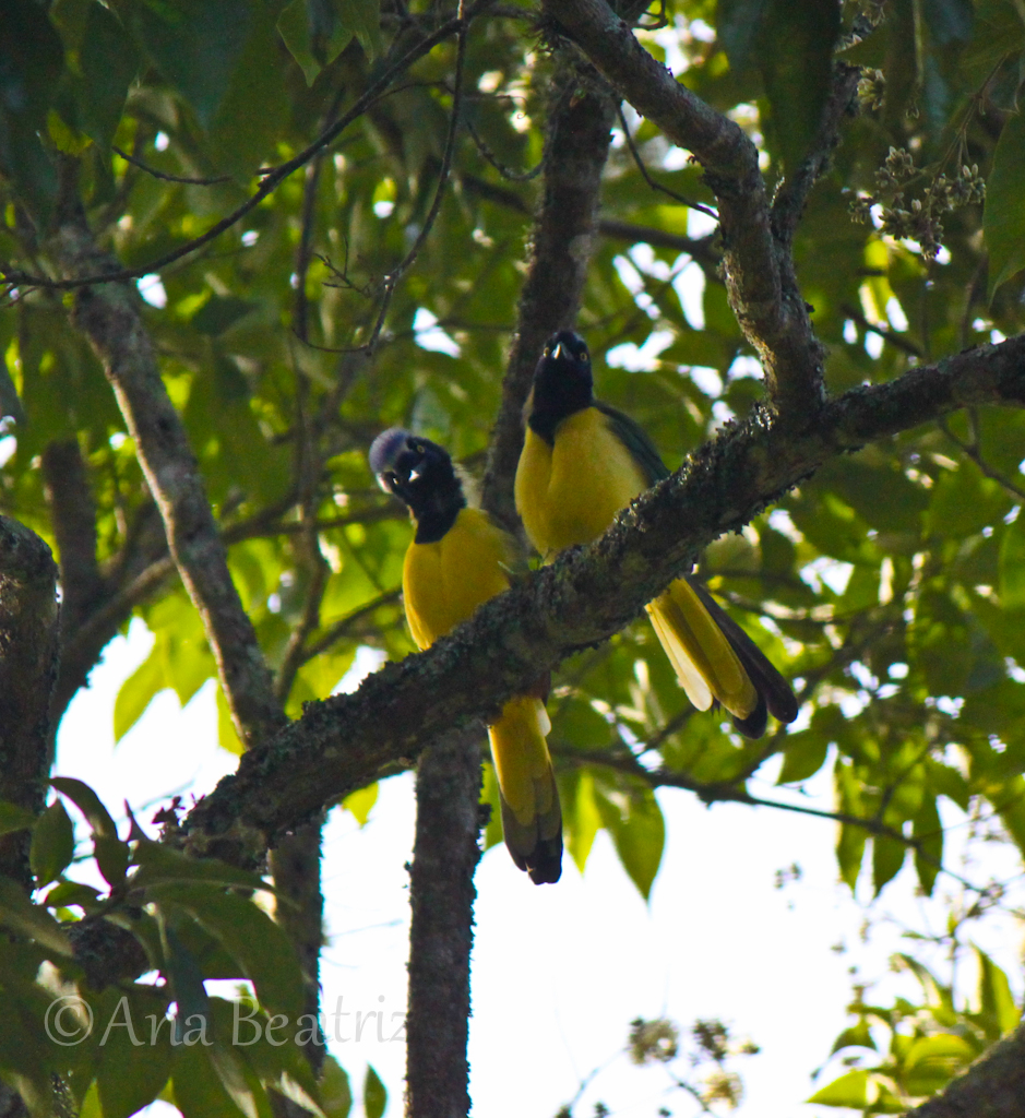 Aventura fotográfica: Querre-querre, Chara verde o carriqui (Cyanocorax ...