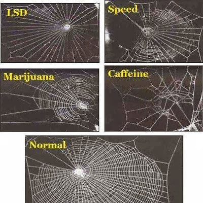 Fun Pic: Spider webs on drugs