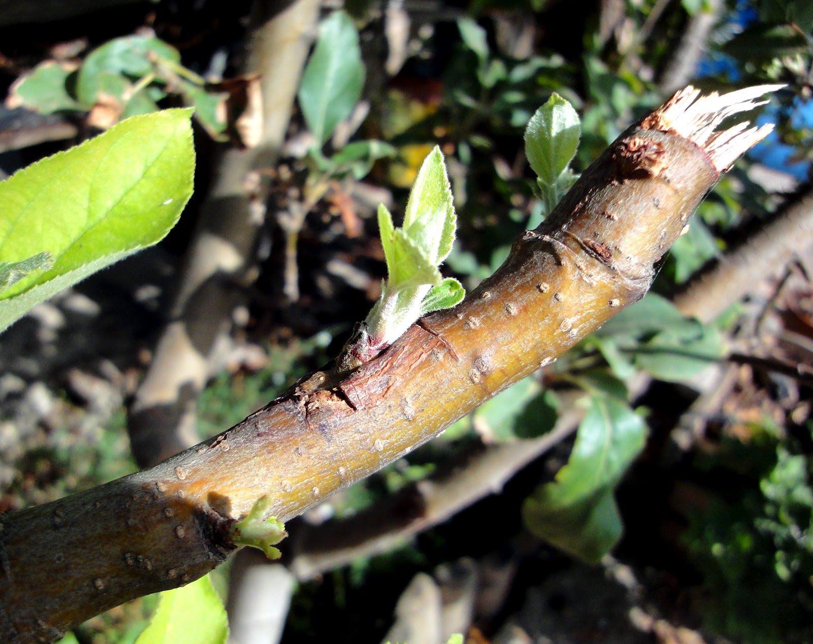 El Sello Verde: Injertando recuerdos