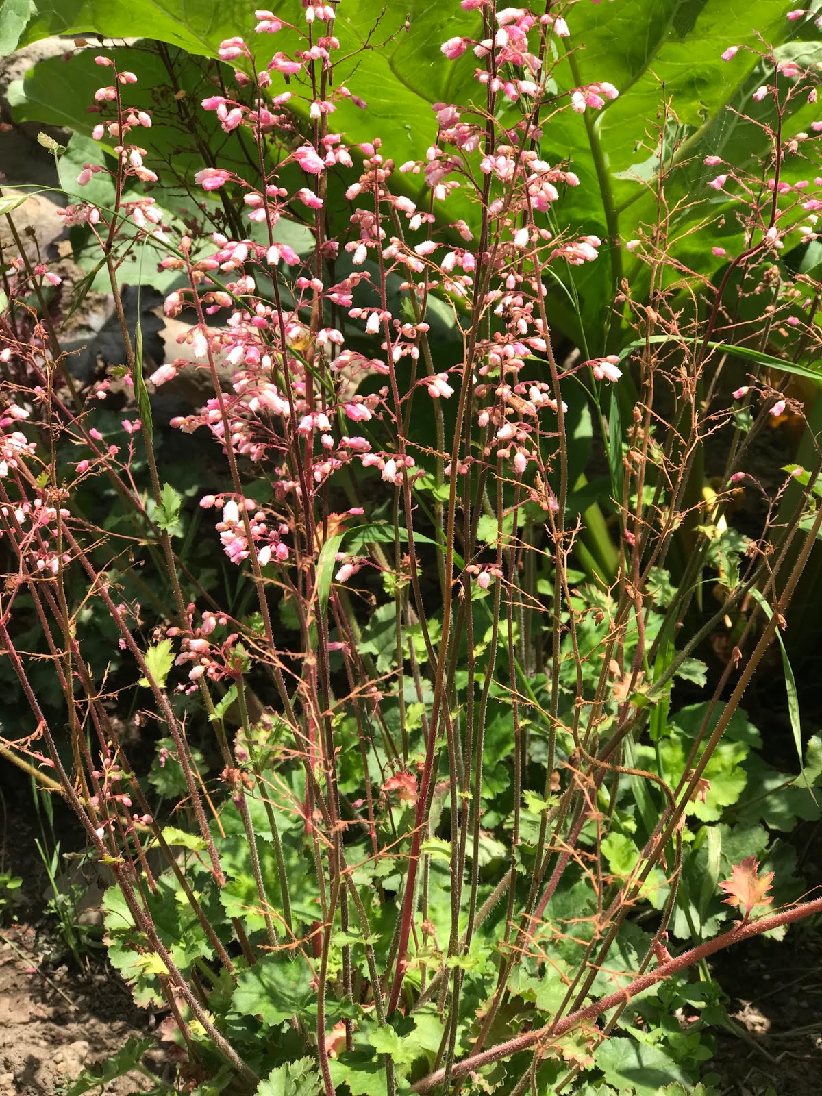 On Discovering A Garden: Gopher Resistant Plants