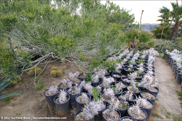Sunland Cactus Nursery
