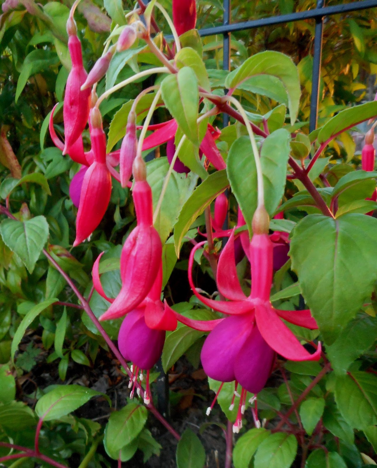 Gardening With Grace: Pleasant Surprises