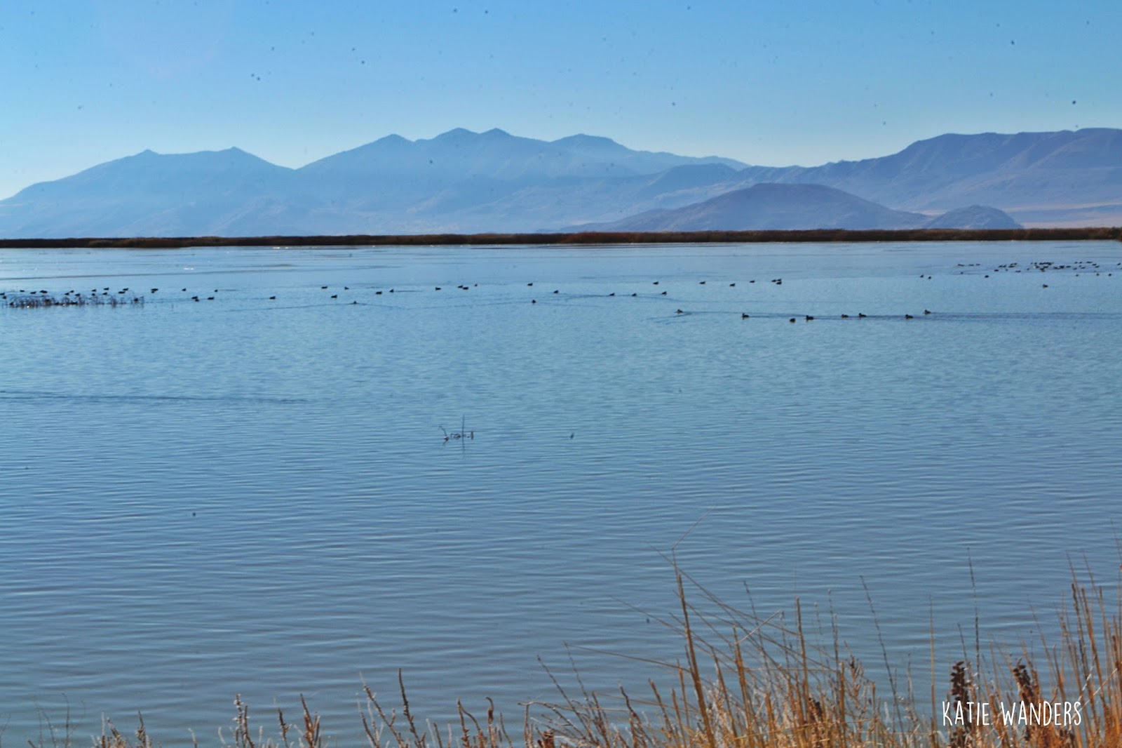 Katie Wanders : Bear River Migratory Bird Refuge