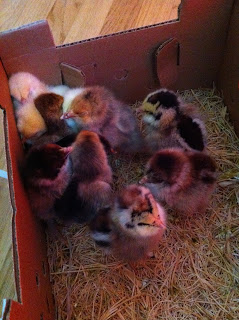 the six-month saga of chickens