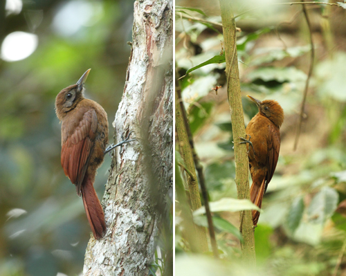 AVES VENEZOLANAS