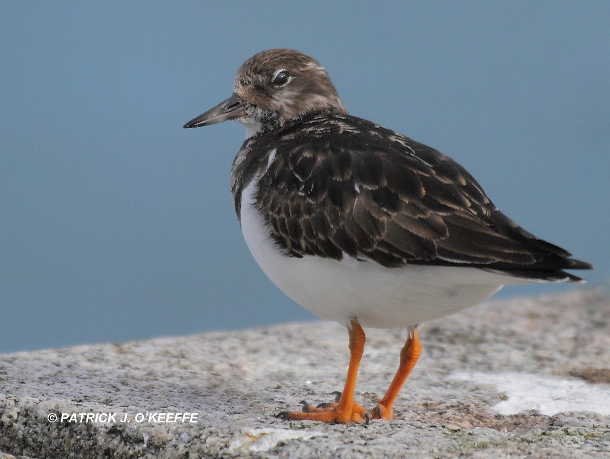 Raw Birds: RUDDY TURNSTONE (1st Winter plumage) Arenaria interpres ...