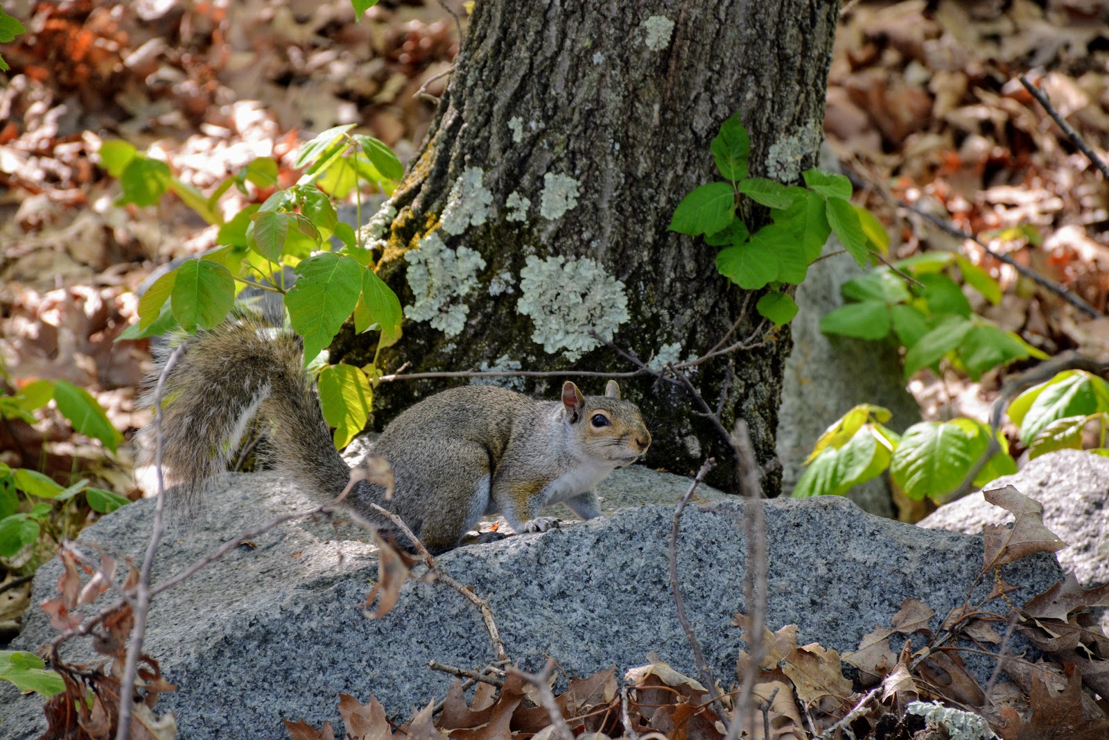 Quincy Quarries Reservation - A Multi-Colored, Open-Air Museum of Sorts!