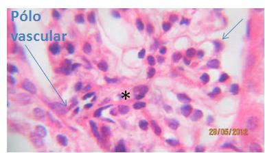 morfologia e histologia do Rim