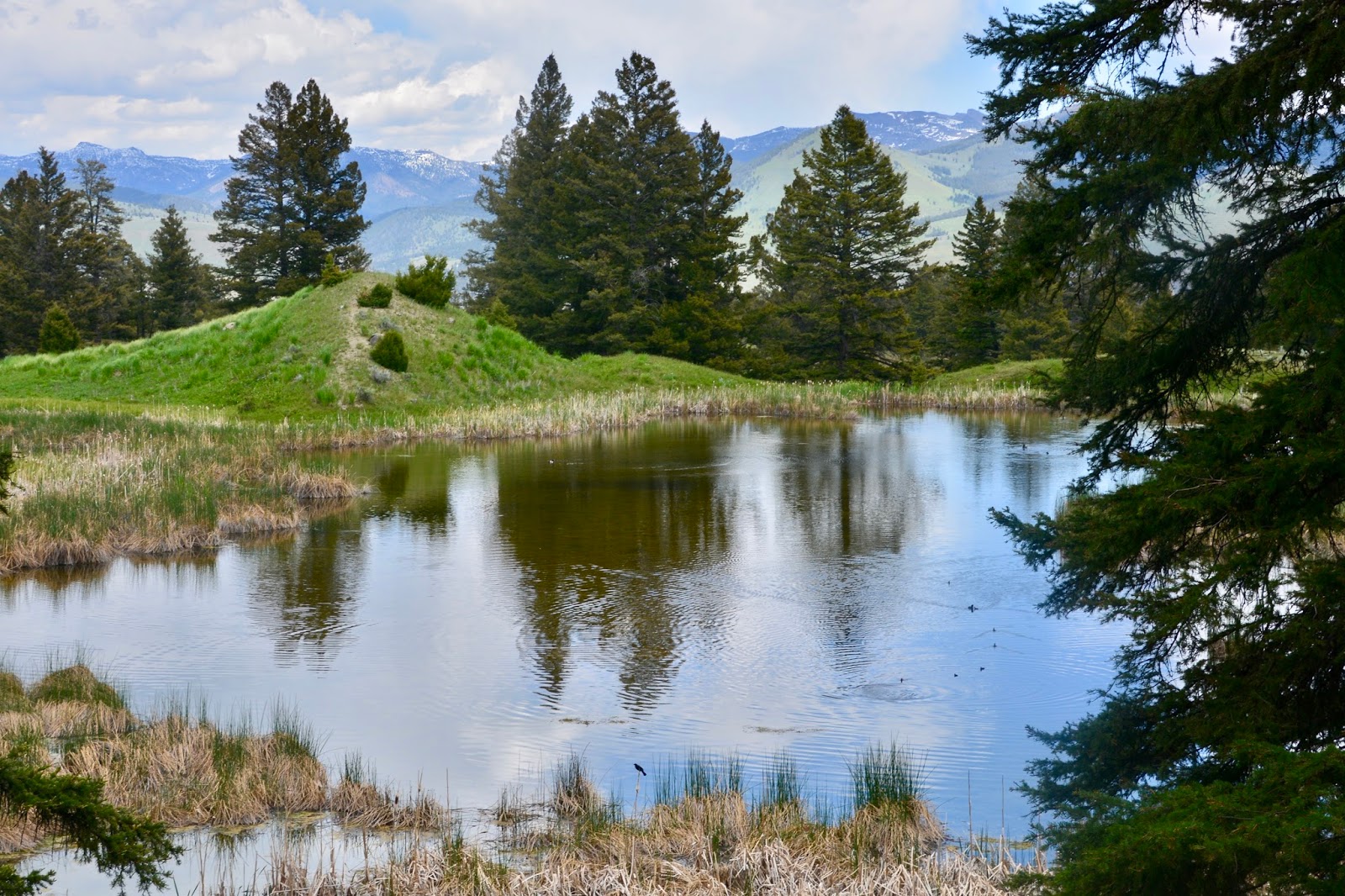 venturing4th: Beaver Ponds