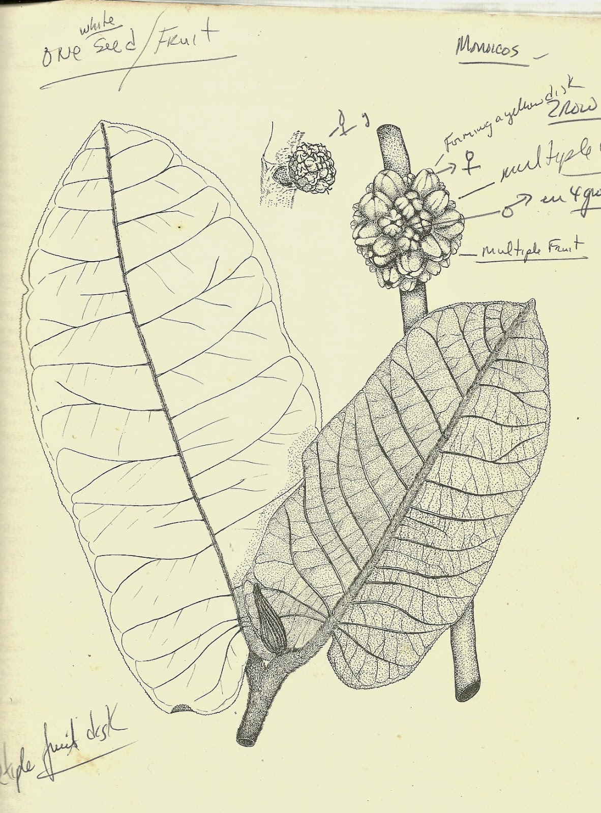 Flora de Puerto Rico Ilustrada Papo Vives: MORACEAE CASTILLA ELASTICA ...