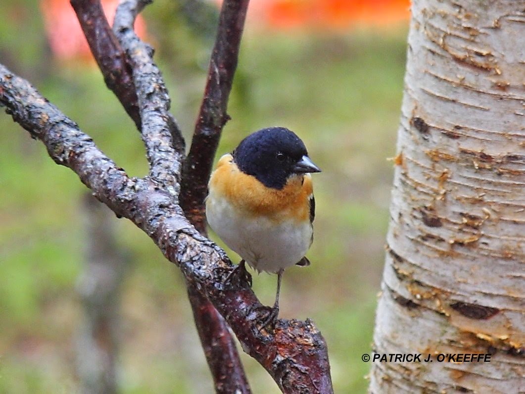 Raw Birds: Finland