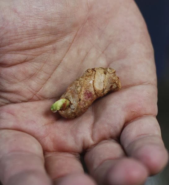 How To: Grow Turmeric Root | 17 Apart