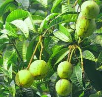 10 Manfaat Buah Bacang (Mangga) Bagi Kesehatan dan Mencegah Berbagai ...