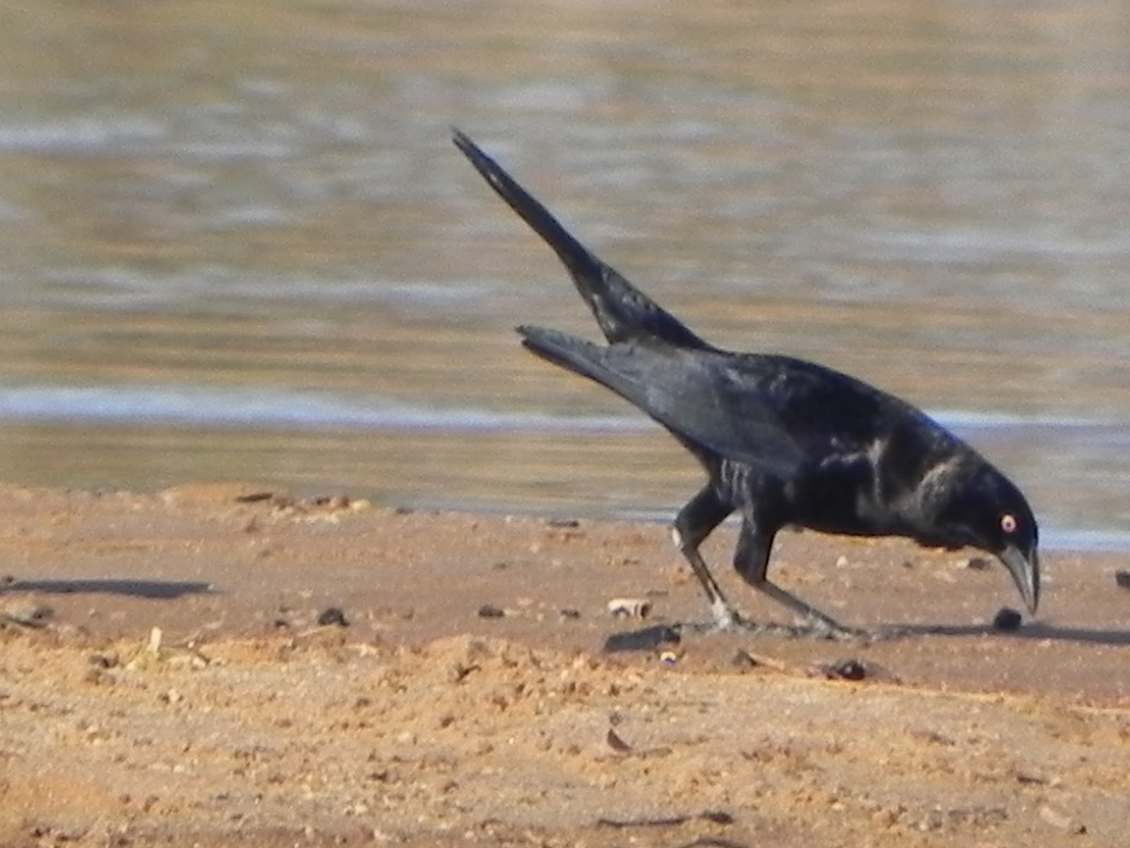 CAMINHANDO NO MATO: PARTICIPAÇÃO ESPECIAL CRISTIANO GOMES