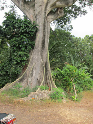 Ancient Maya Life: Ceiba: A Sacred Tree