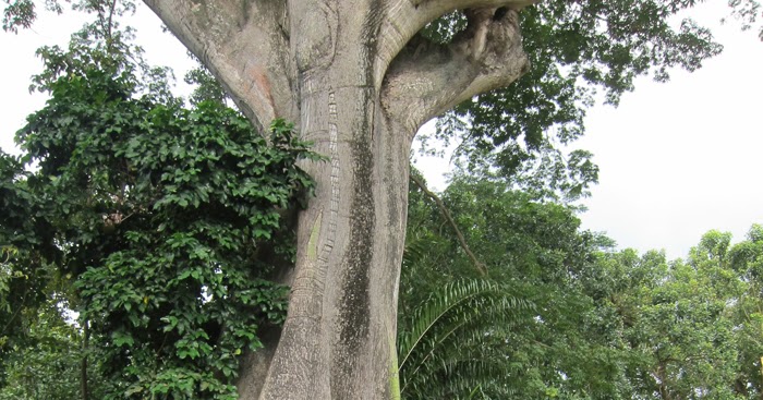 Ancient Maya Life: Ceiba: A Sacred Tree