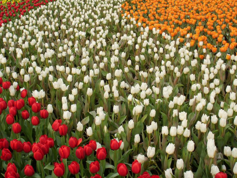 Tips Ground: The Beauty of Tulips (with Some Interesting Facts)