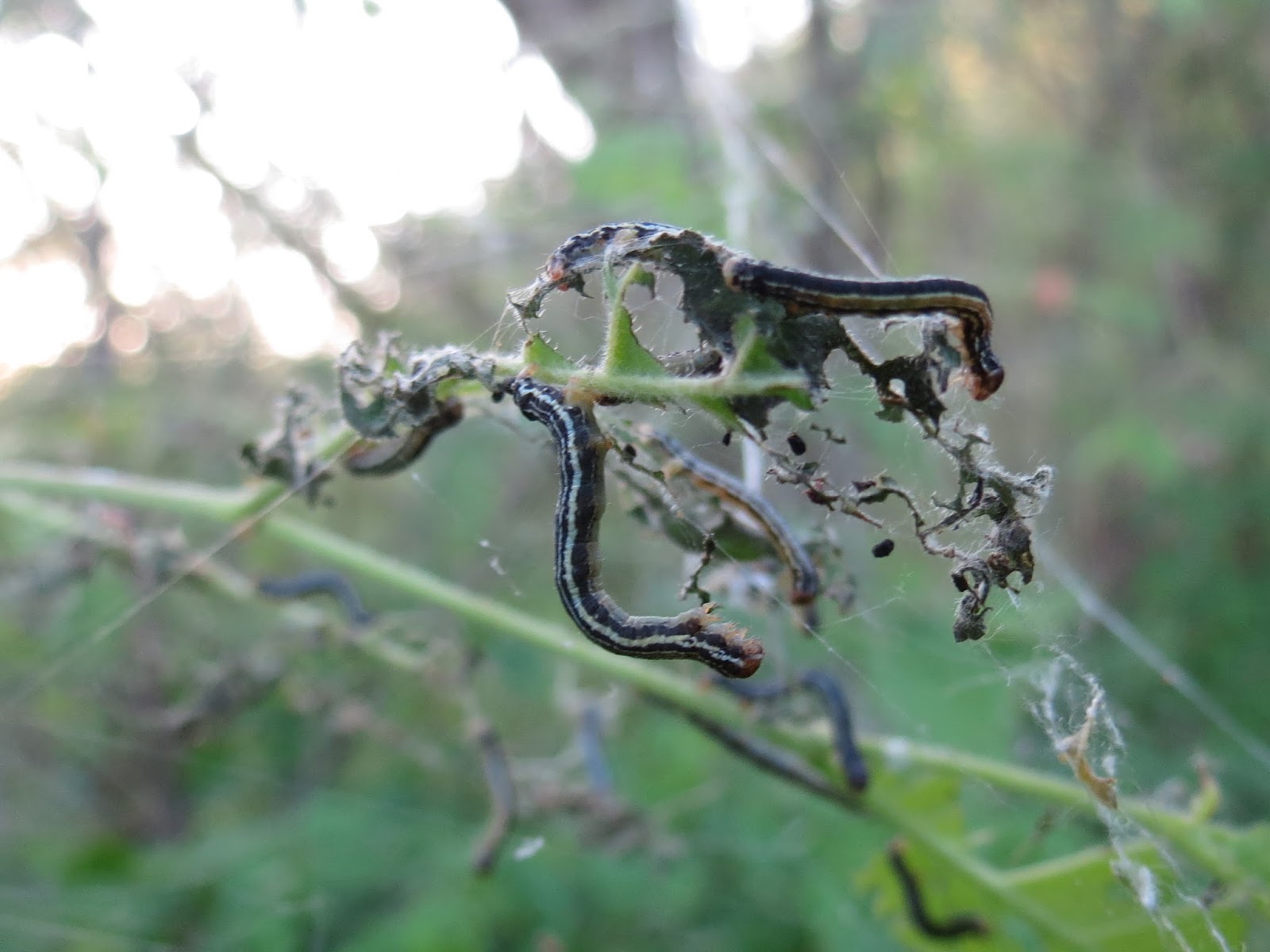 Winged Things: Fall Cankerworms