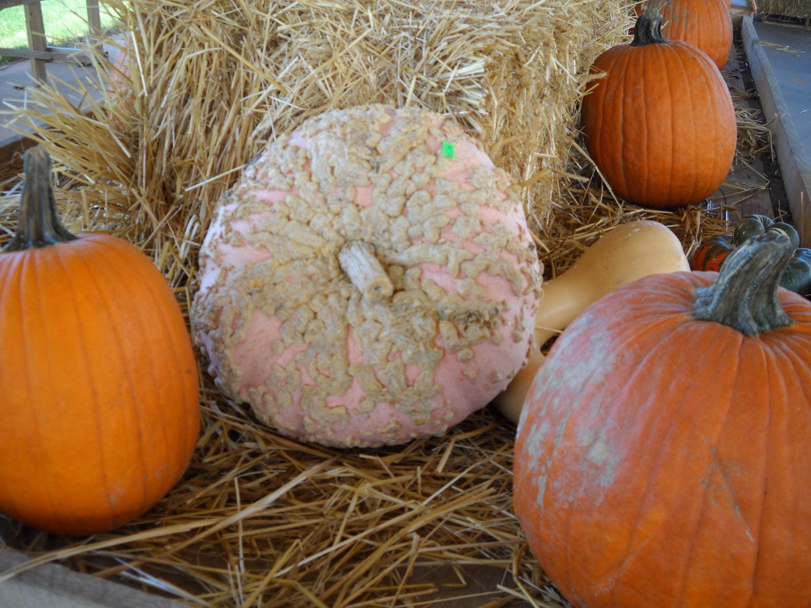 Gold Hill Plant Farm: Pink Pumpkin
