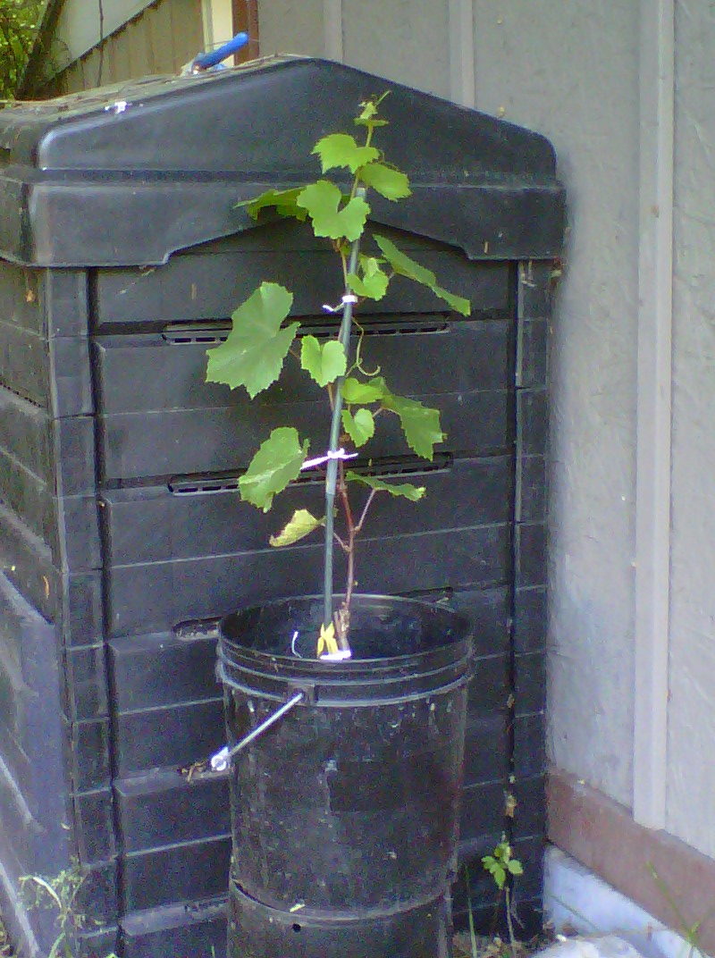 Northern Grapes: Grapevine grafting (part 2): Callusing and rooting.