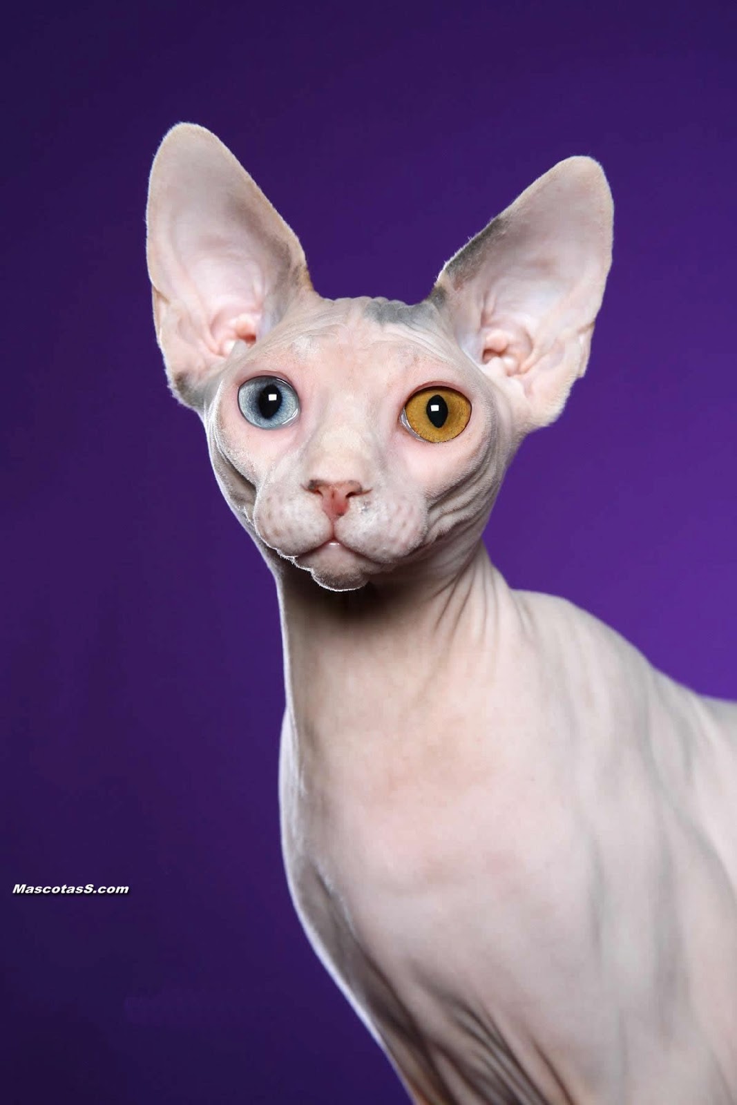 Gato egipcio - Imagui