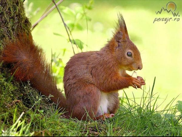 Veverita (mini tutorial) ~ Sun after Storm